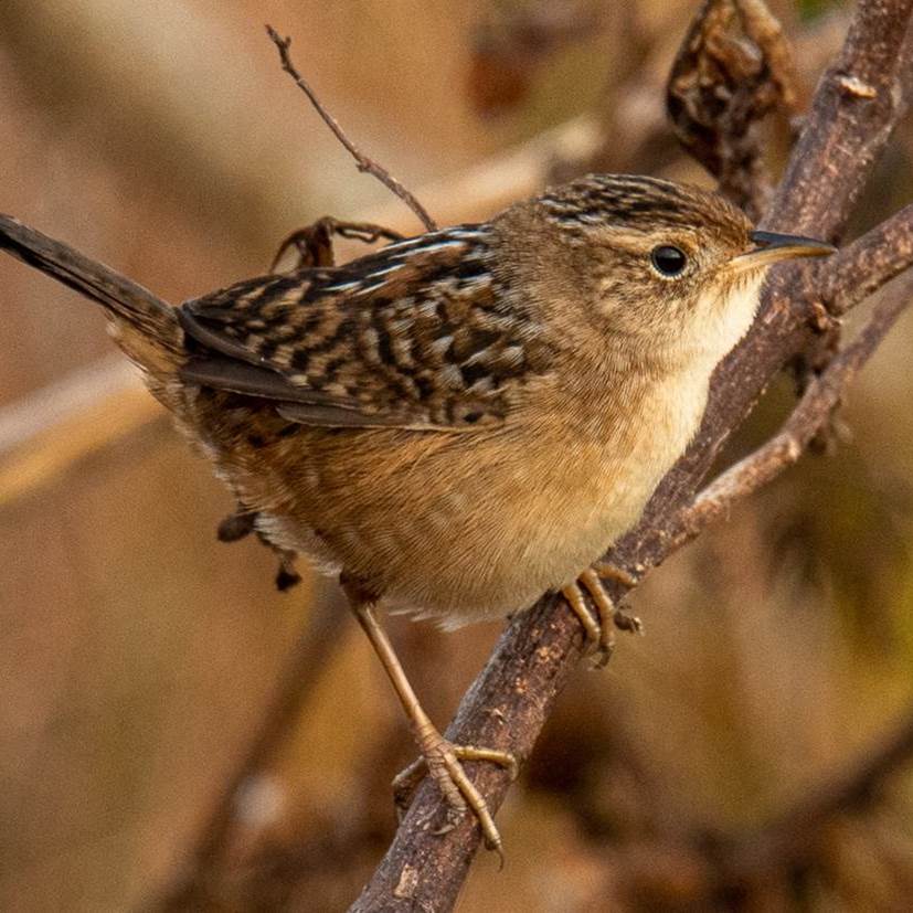 Annual Membership | Coastal Georgia Audubon Society